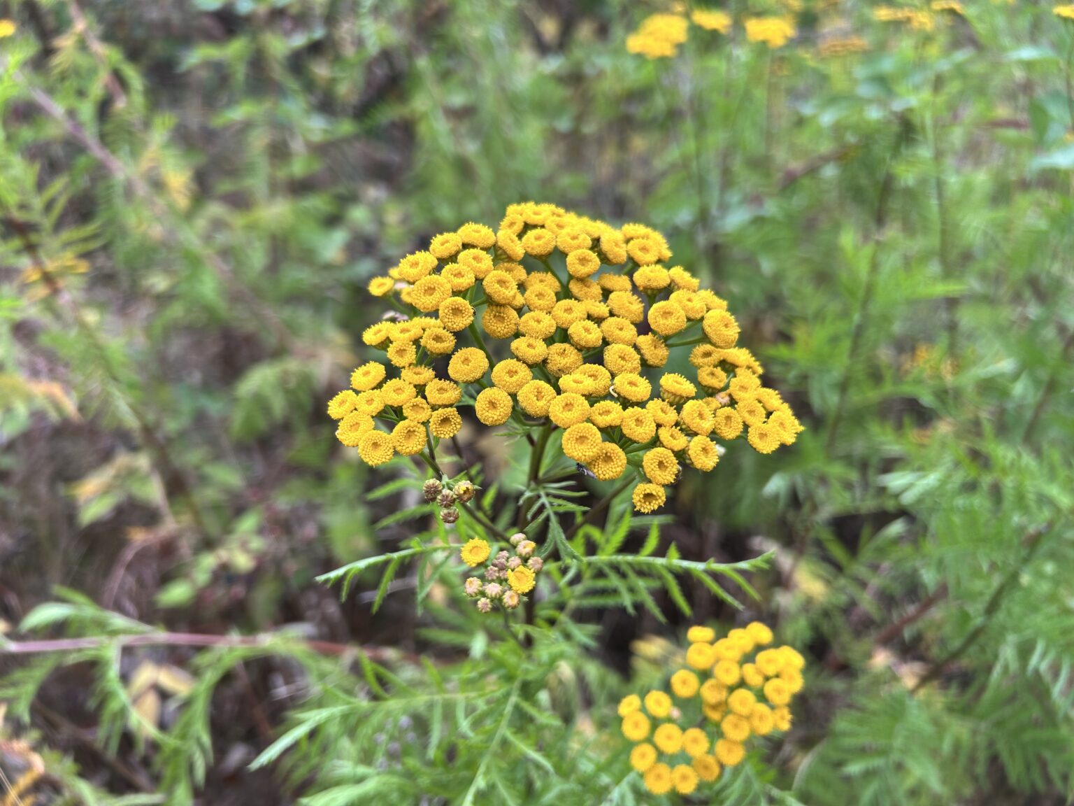 Help Stop the Spread of Invasive Common Tansy – Sunshine Coast ...
