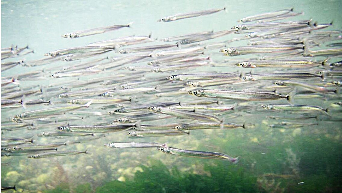 Volunteer with Forage Fish Sampling! – Sunshine Coast Conservation ...