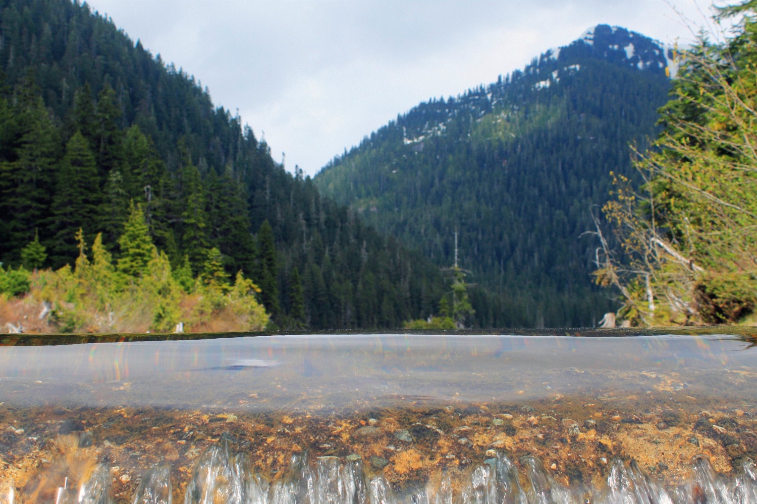 The Water Cycle and Ecosystem Function – Sunshine Coast Conservation ...
