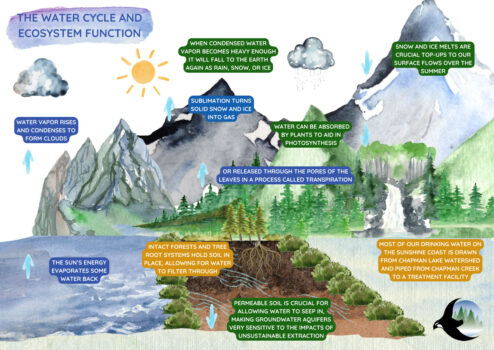 The Water Cycle and Ecosystem Function – Sunshine Coast Conservation ...